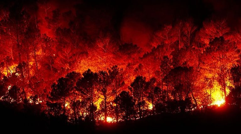 Australian Bushfires Facts - Comprehensive Guide for Owners