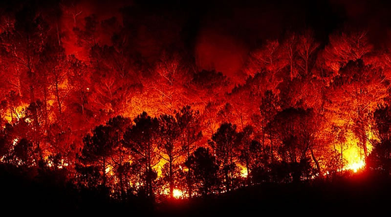 Australian Bushfires Facts - Comprehensive Guide for Owners